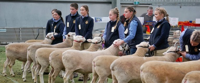 White Suffolk Youth - Australian White Suffolk Association