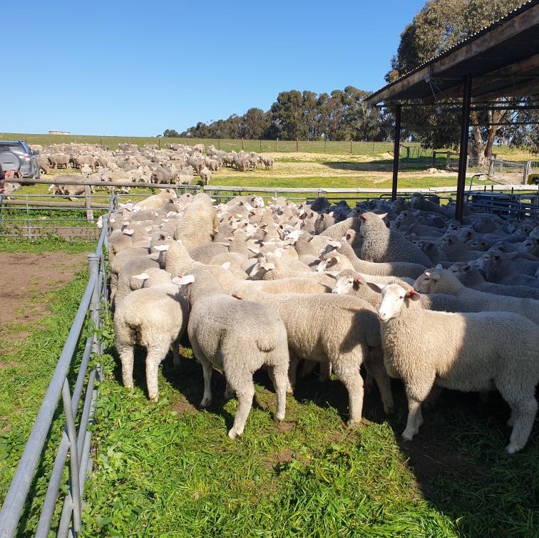White Suffolks perfect choice for prime lambs - Australian White ...