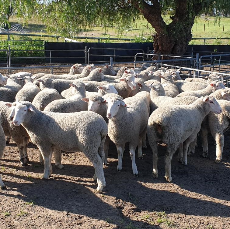 White Suffolks perfect choice for prime lambs - Australian White ...
