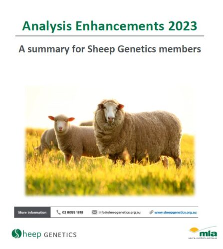 Sheep Genetics Analysis Enhancements 2023 - Australian White Suffolk ...